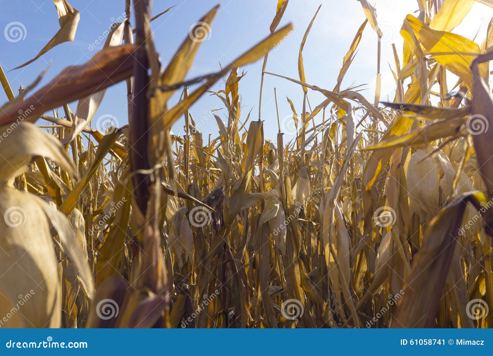 Ripe corn harvest stock image. Image of grain, food, brown - 61058741