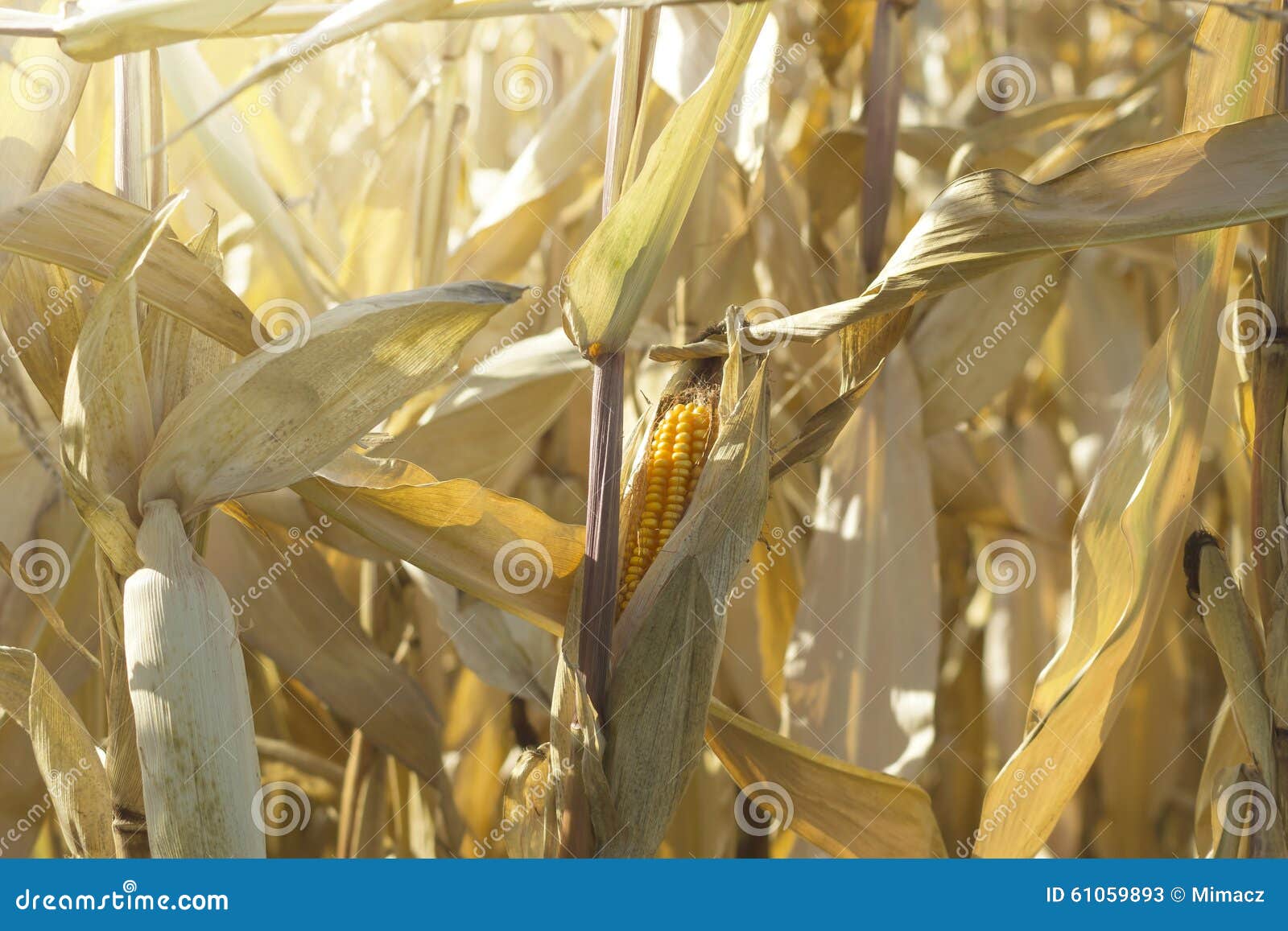 Ripe corn stock image. Image of farm, closeup, field - 61059893