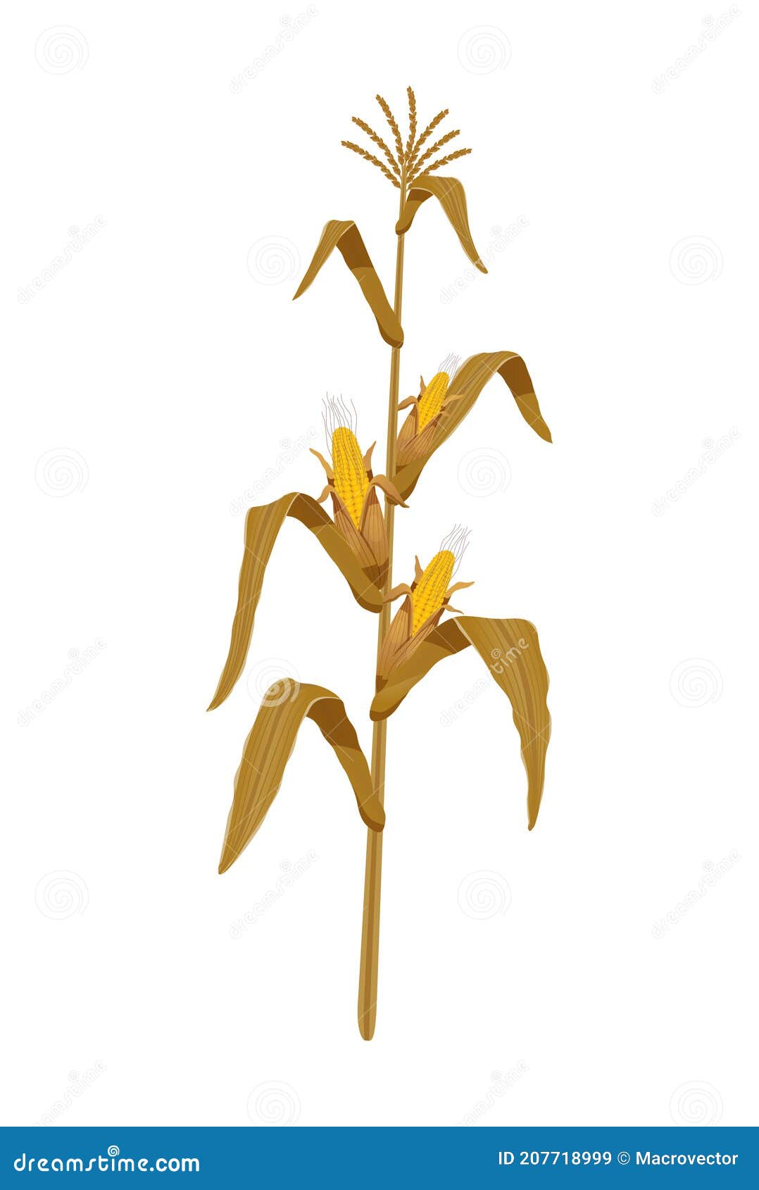 Ripe Corn Icon stock illustration. Illustration of field - 207718999