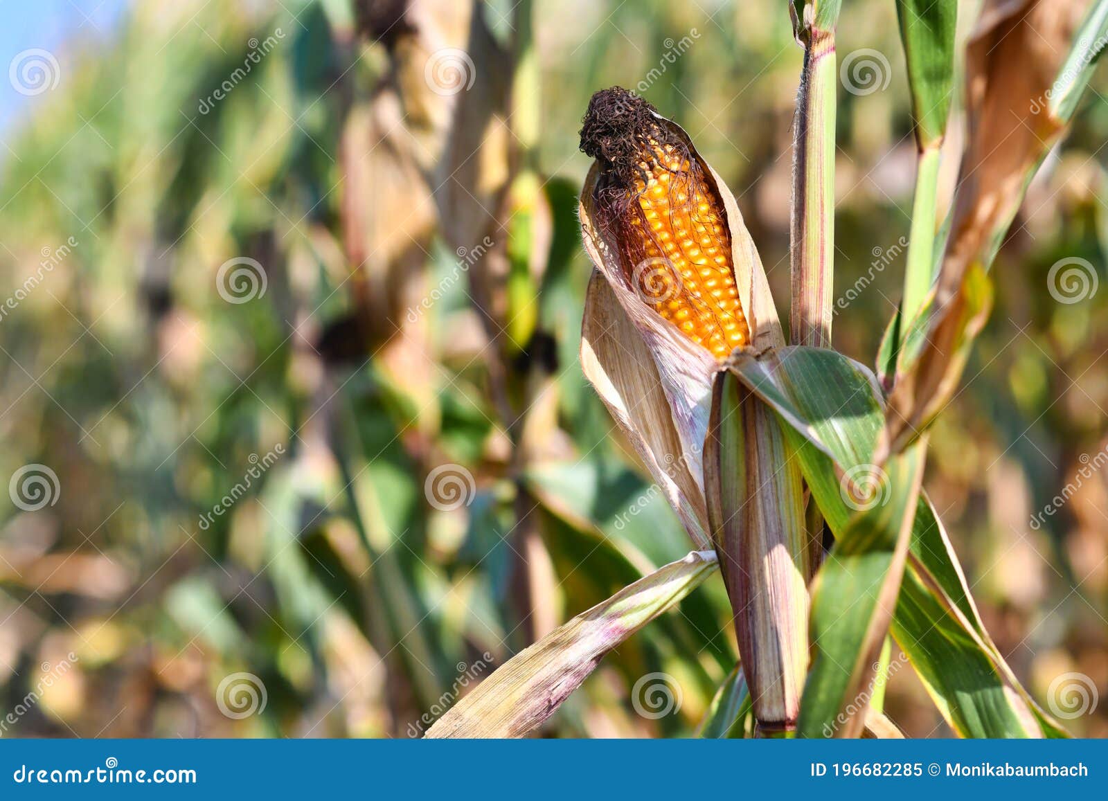Ripe Corn Maize Stalk in Open Husk in Agricultural Field Stock Image ...