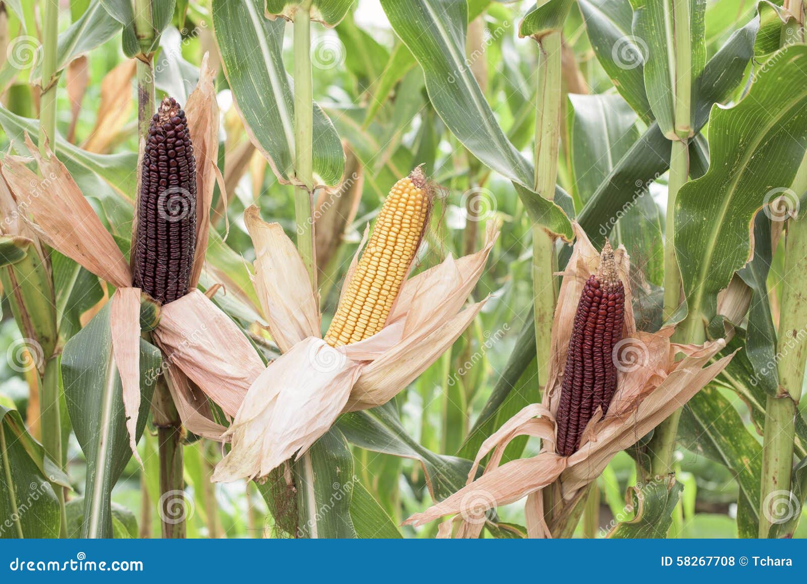 Ripe Corn - Part of the Plant Stock Photo - Image of field, yellow ...