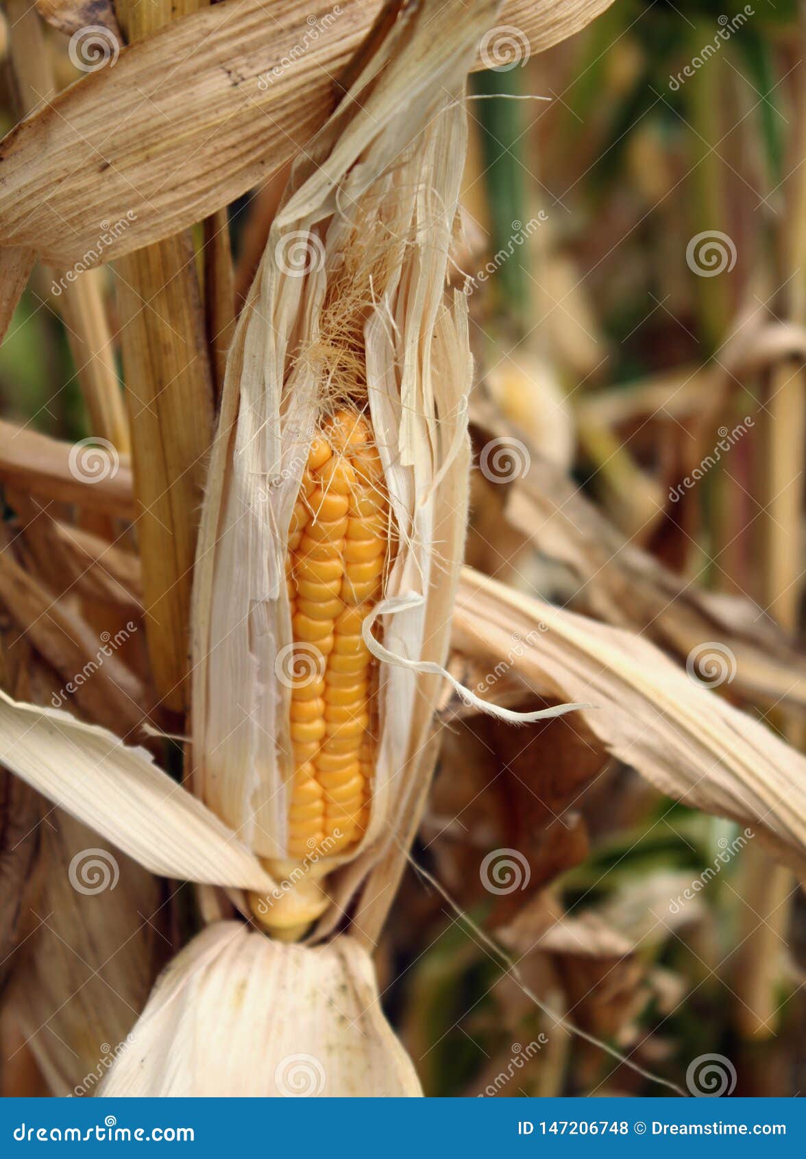 Ripe corn on the stalk stock photo. Image of corn, stalk - 147206748