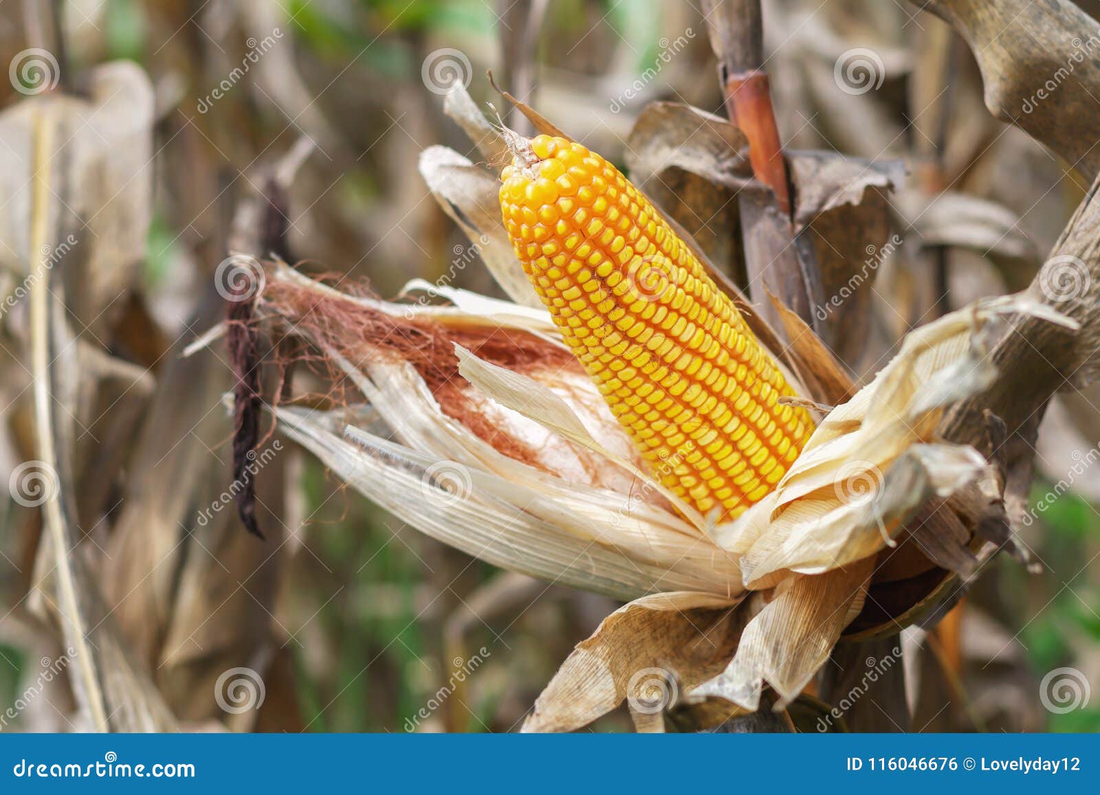Ripe corn on stalk stock photo. Image of grain, plant - 116046676