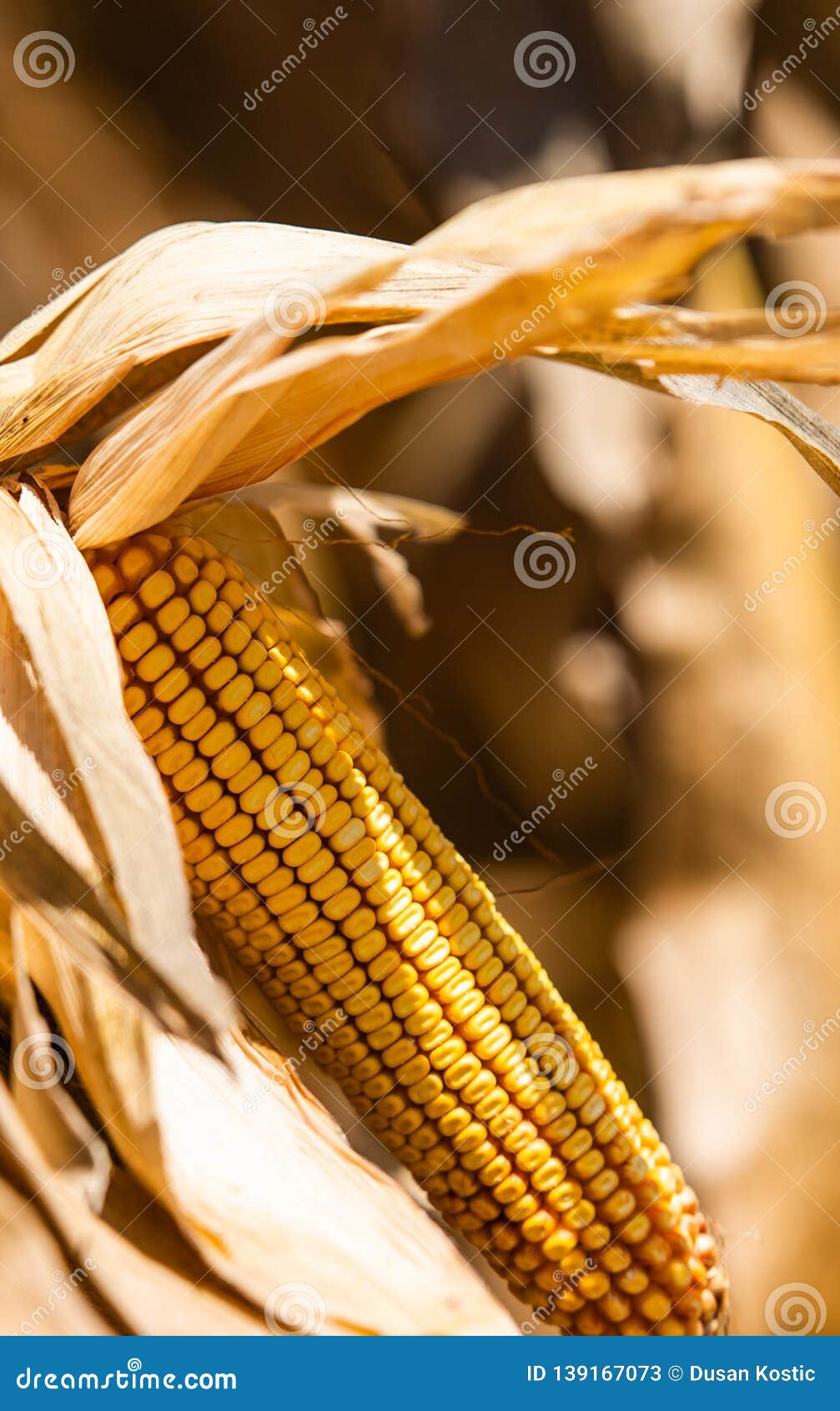 Ripe Corn on Stalk in Field before Harvest Stock Image - Image of grain ...