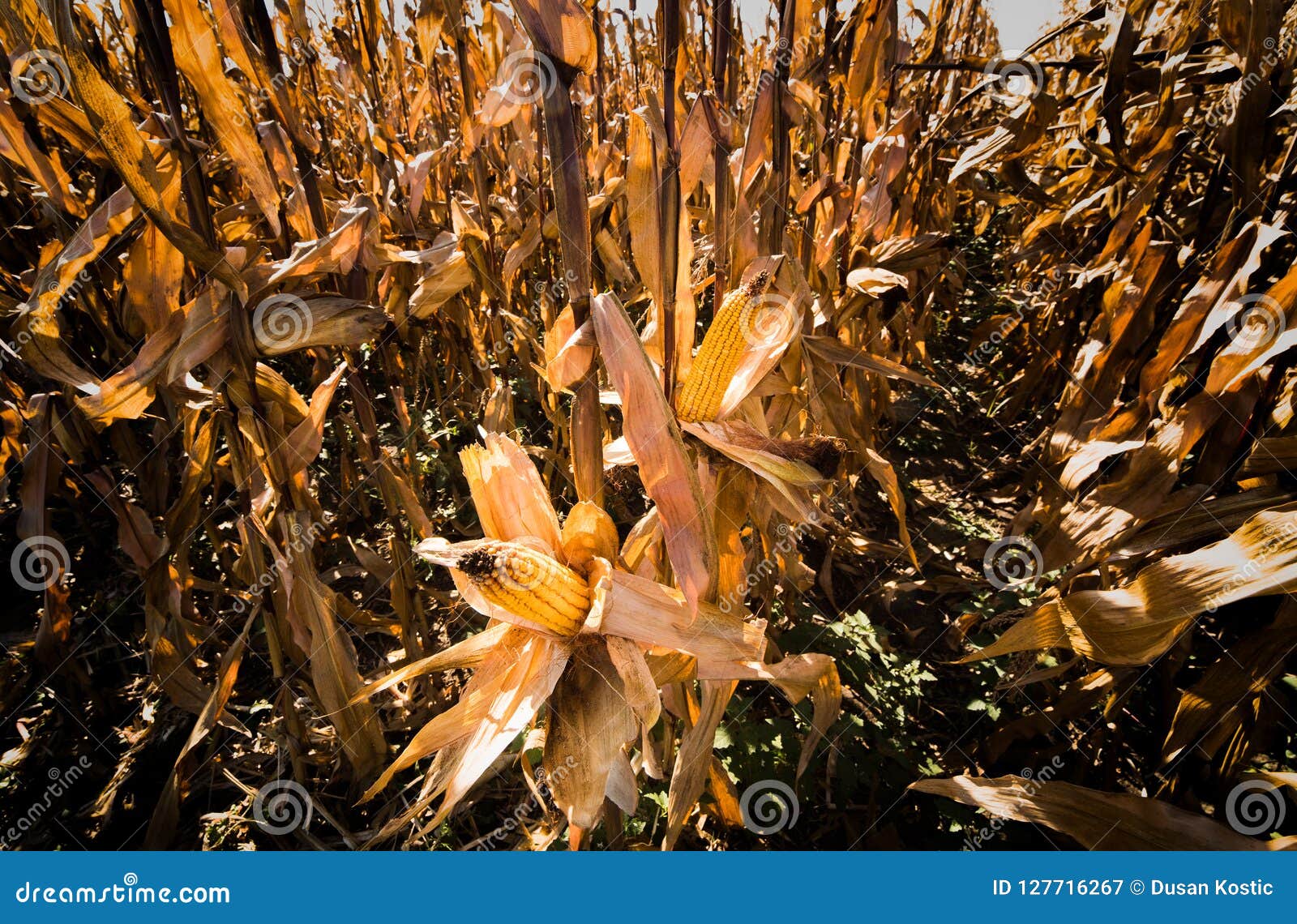 Ripe Corn on Stalk in Field before Harvest Stock Image - Image of ...