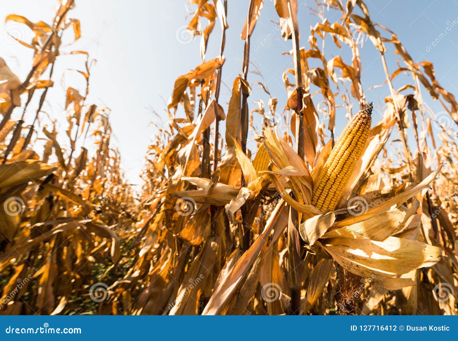 Ripe Corn on Stalk in Field before Harvest Stock Photo - Image of ...
