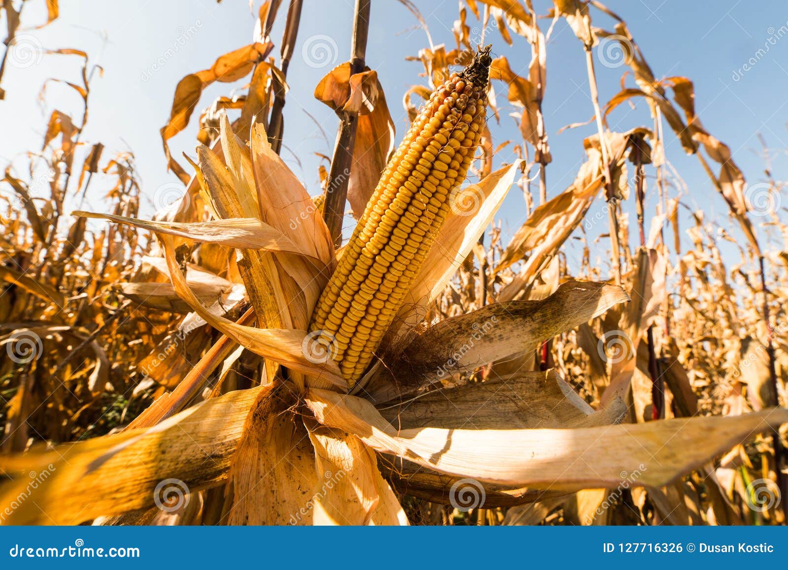 Ripe Corn on Stalk in Field before Harvest Stock Photo - Image of ...
