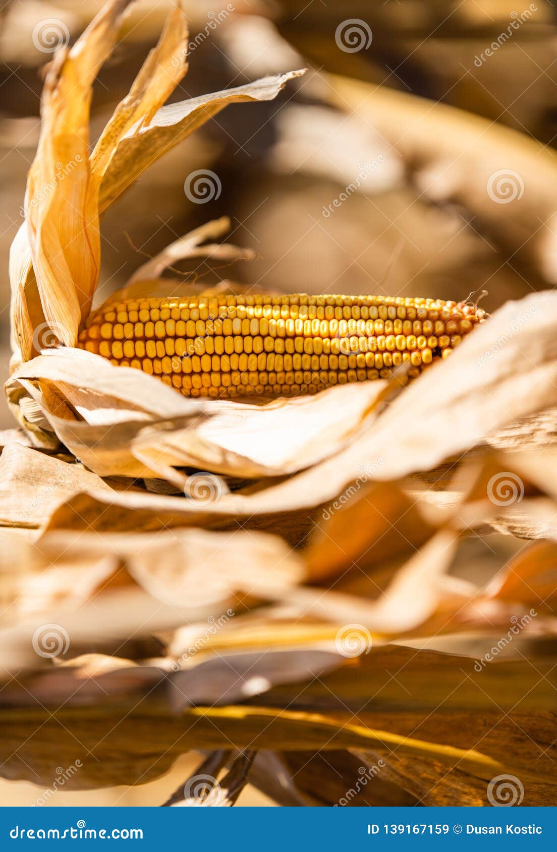 Ripe Corn on Stalk in Field before Harvest Stock Image - Image of ...
