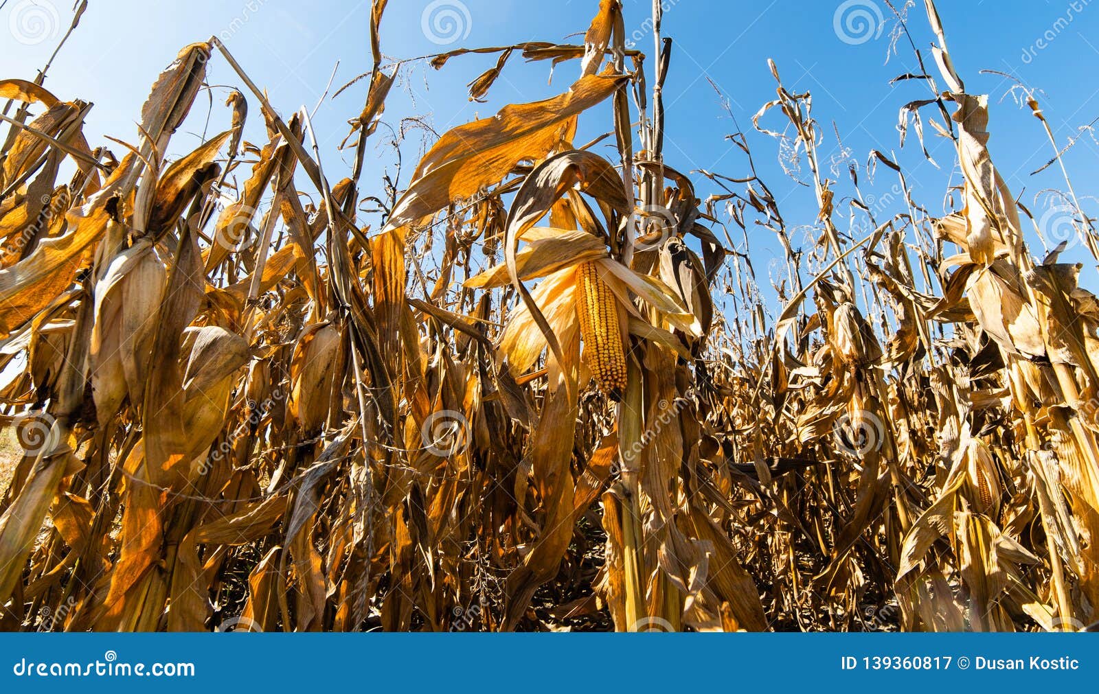 Ripe Corn on Stalk in Field before Harvest Stock Image - Image of ripe ...