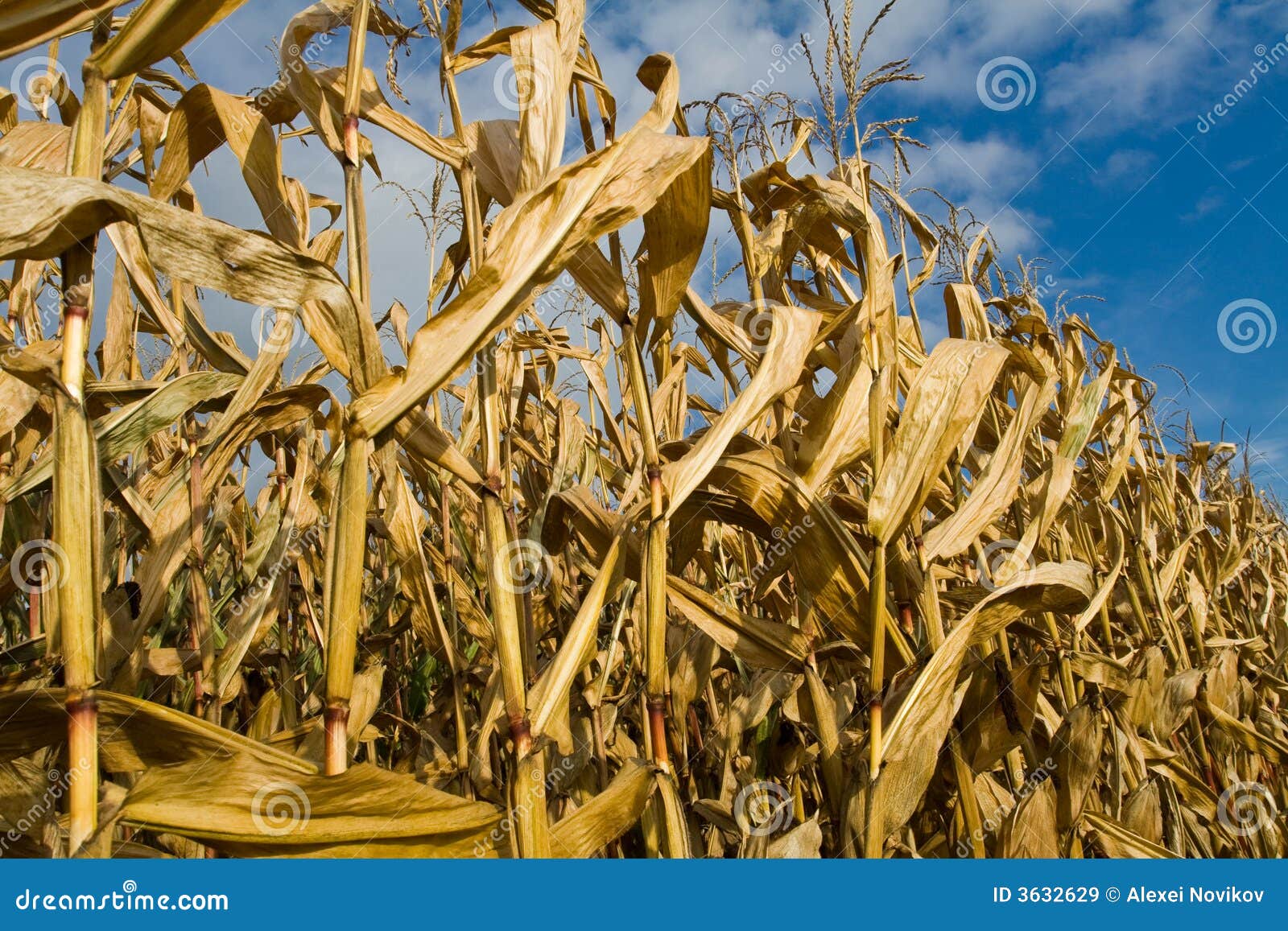 Ripe corn stalks and ears stock image. Image of ecology - 3632629