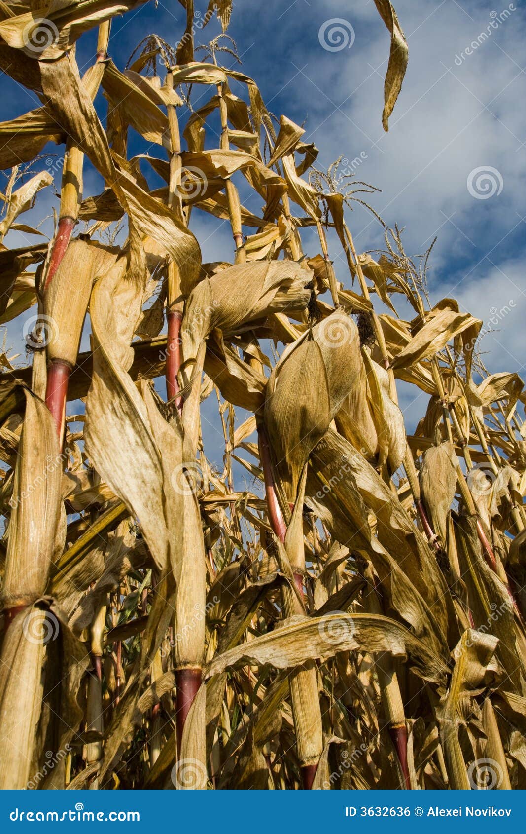 Ripe corn stalks and ears stock photo. Image of fall, rural - 3632636