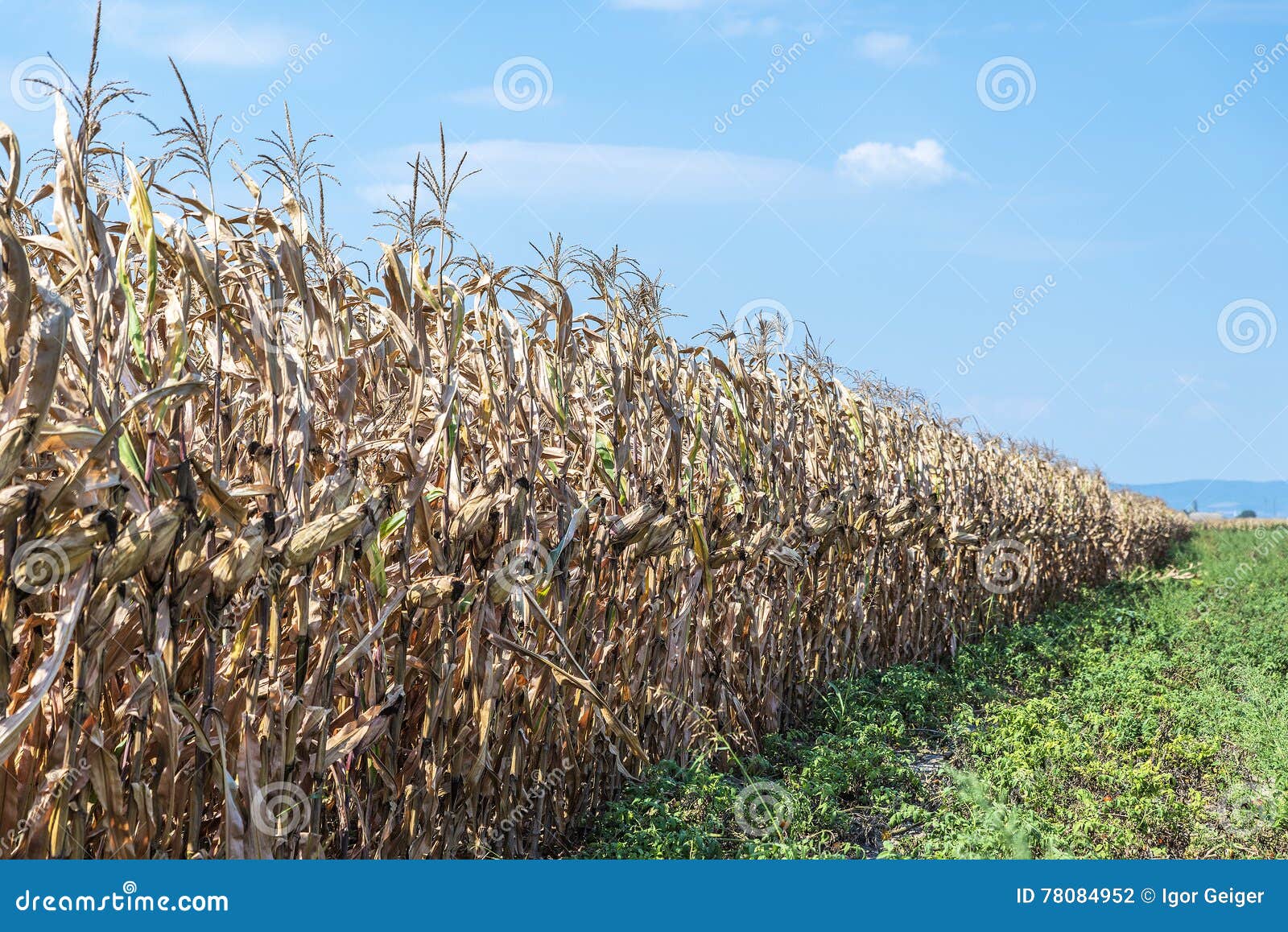 Ripe Corn Standing in the Field Stock Photo - Image of agriculture ...