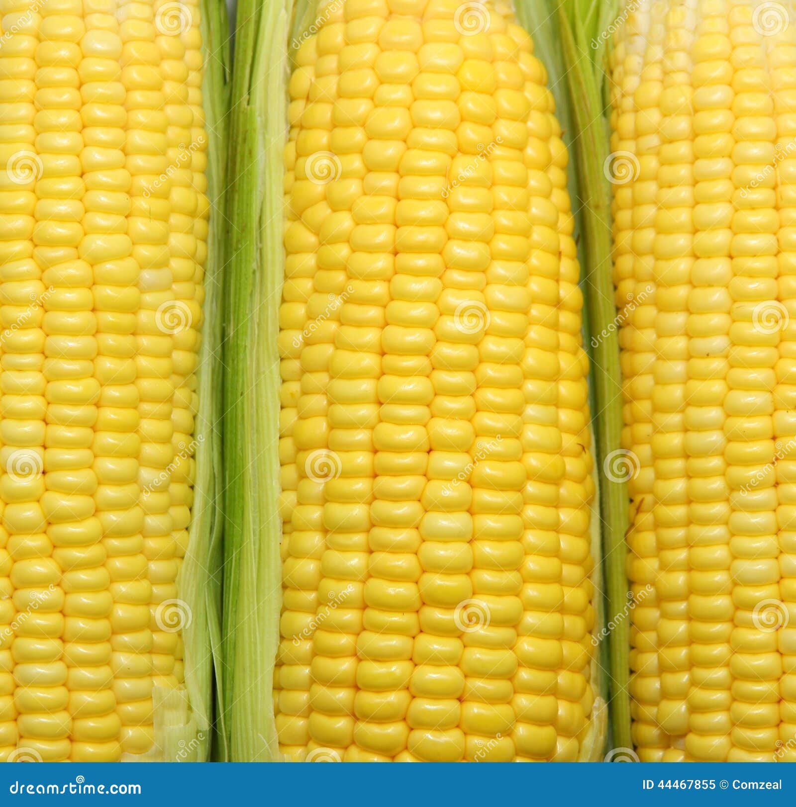 Ripe corn stock image. Image of vegetable, crop, nutrition - 44467855