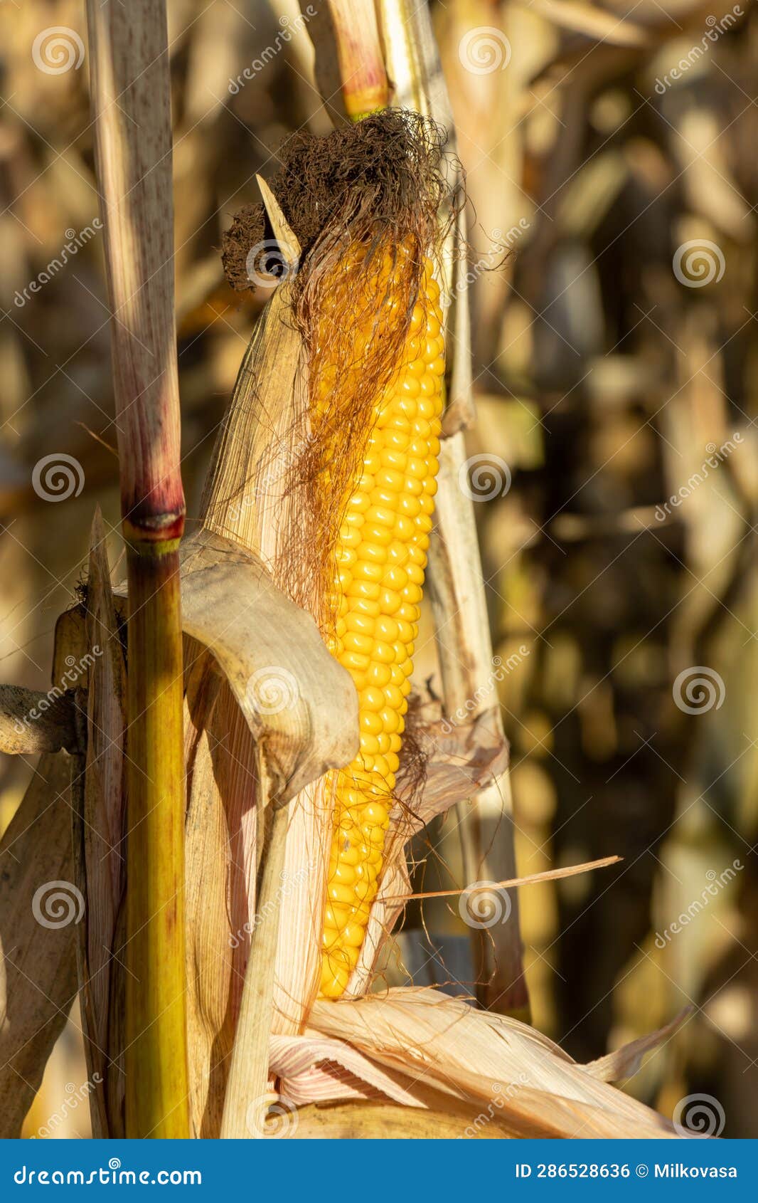 Ripe Corn on Withered Stalks Shiver in the Wind Stock Photo - Image of ...