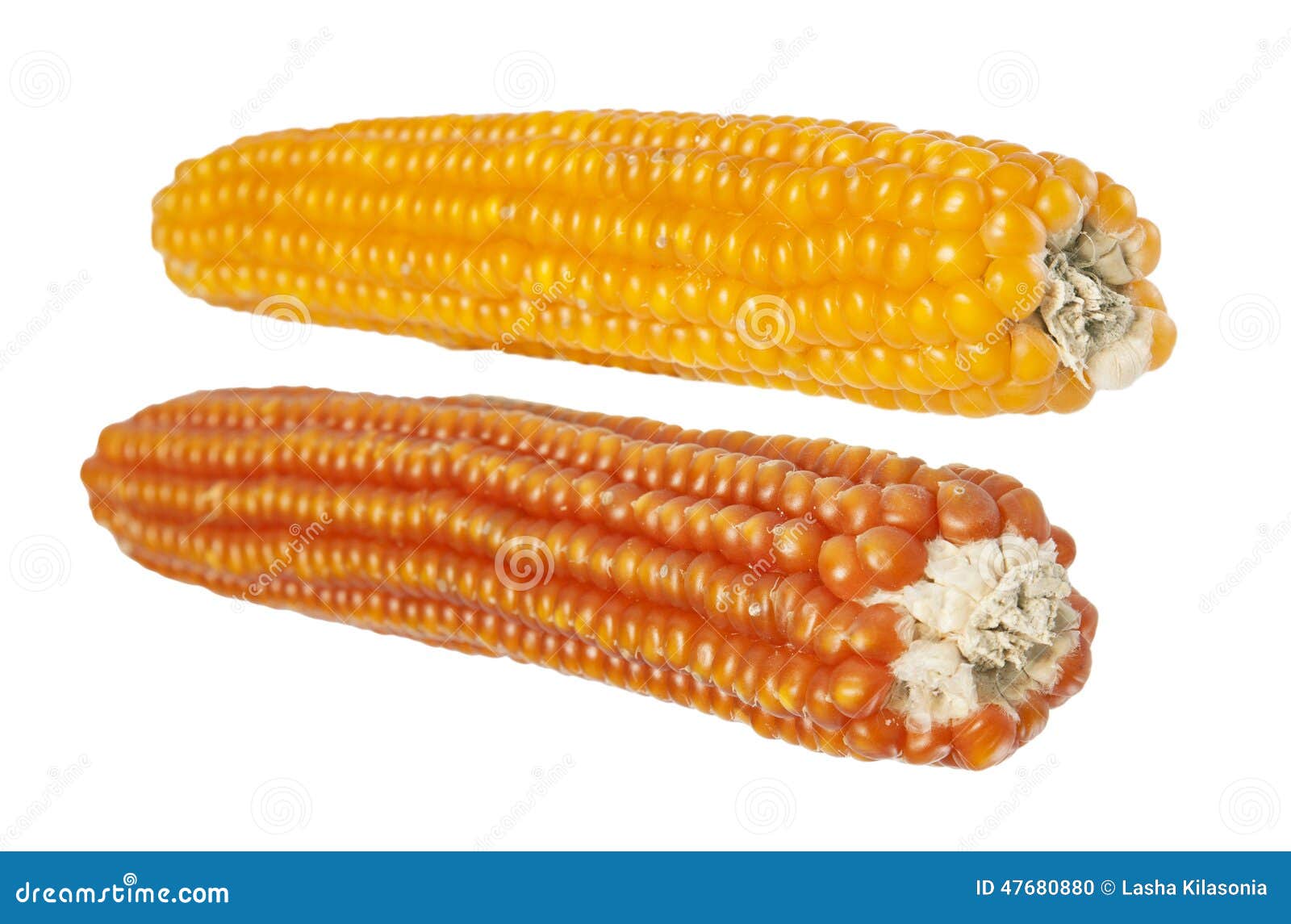 Ripe Corn Yellow Two Pair on White Stock Photo - Image of ripe, kernels ...
