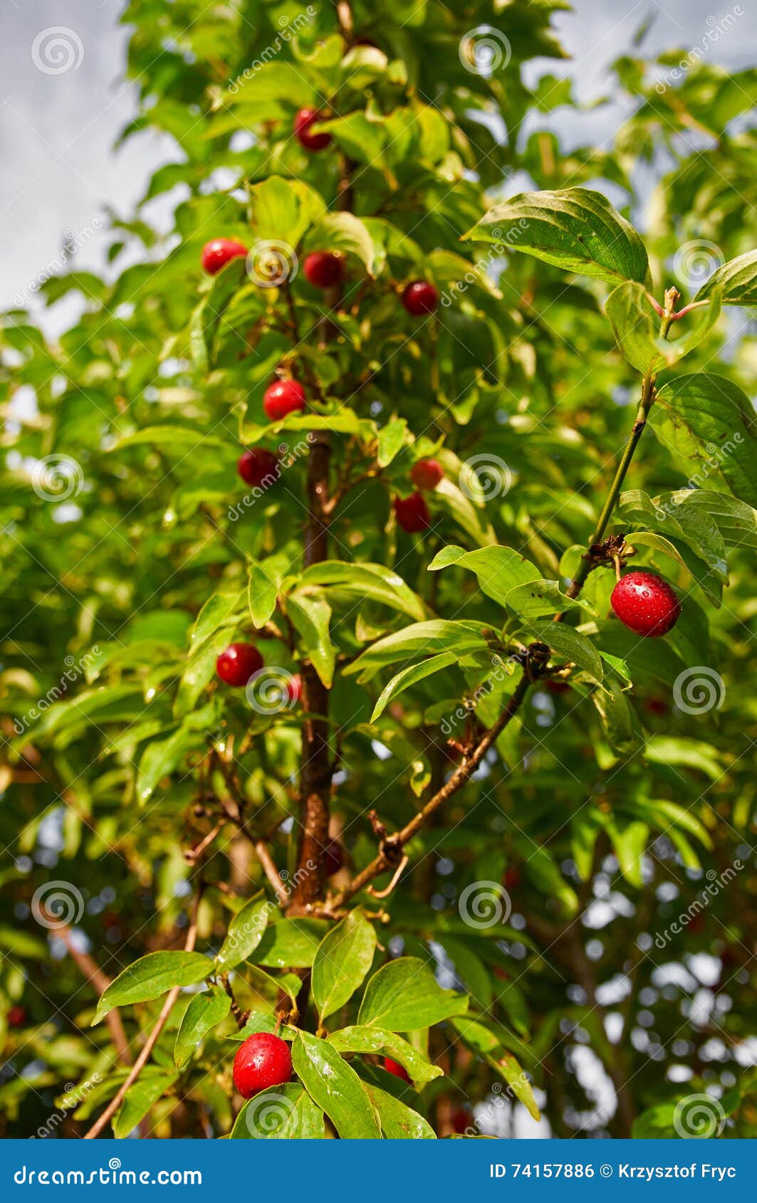Ripe cornelian cherries stock photo. Image of fruits - 74157886