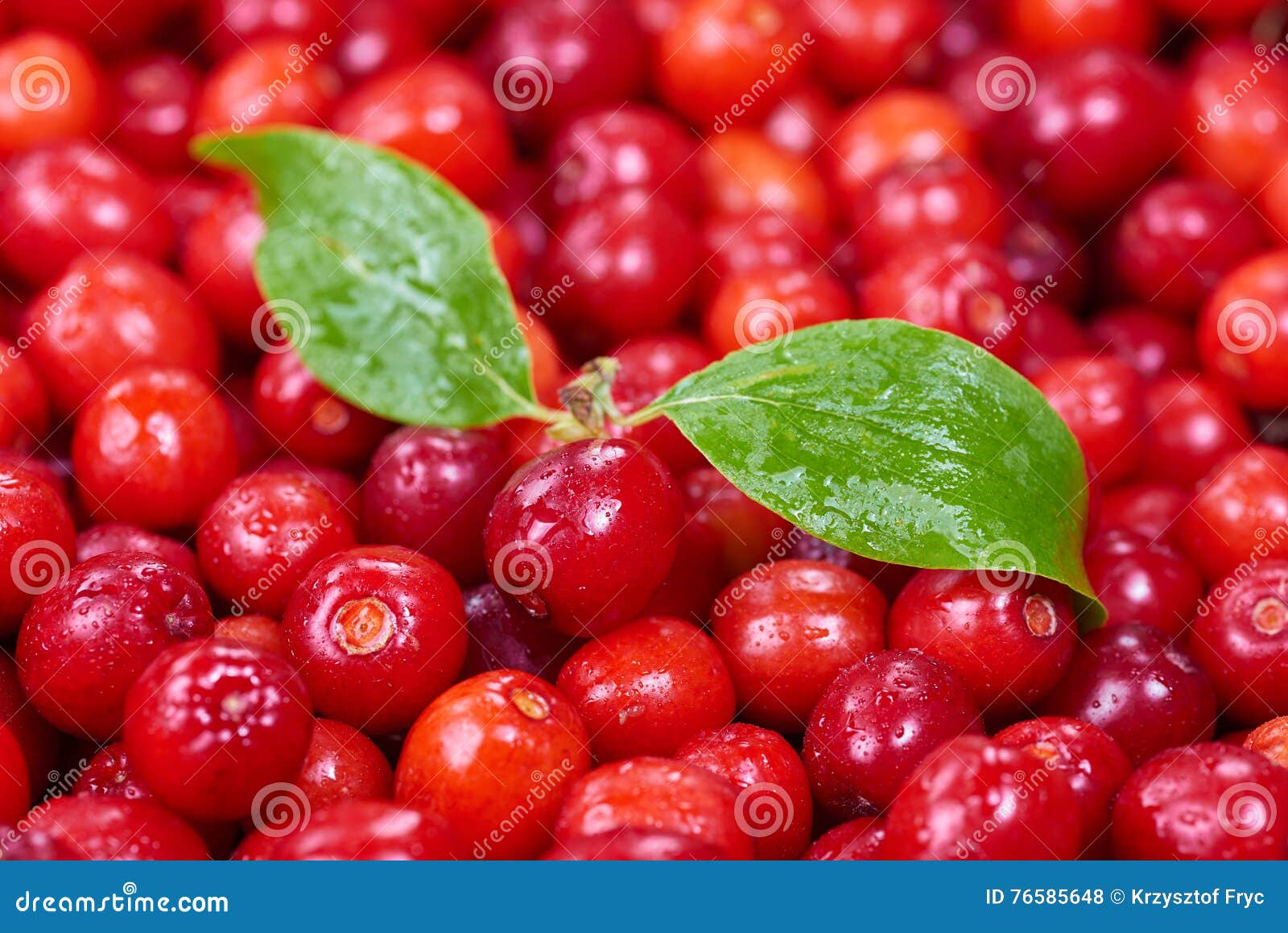 Ripe cornelian cherry stock photo. Image of cornel, healthy - 76585648