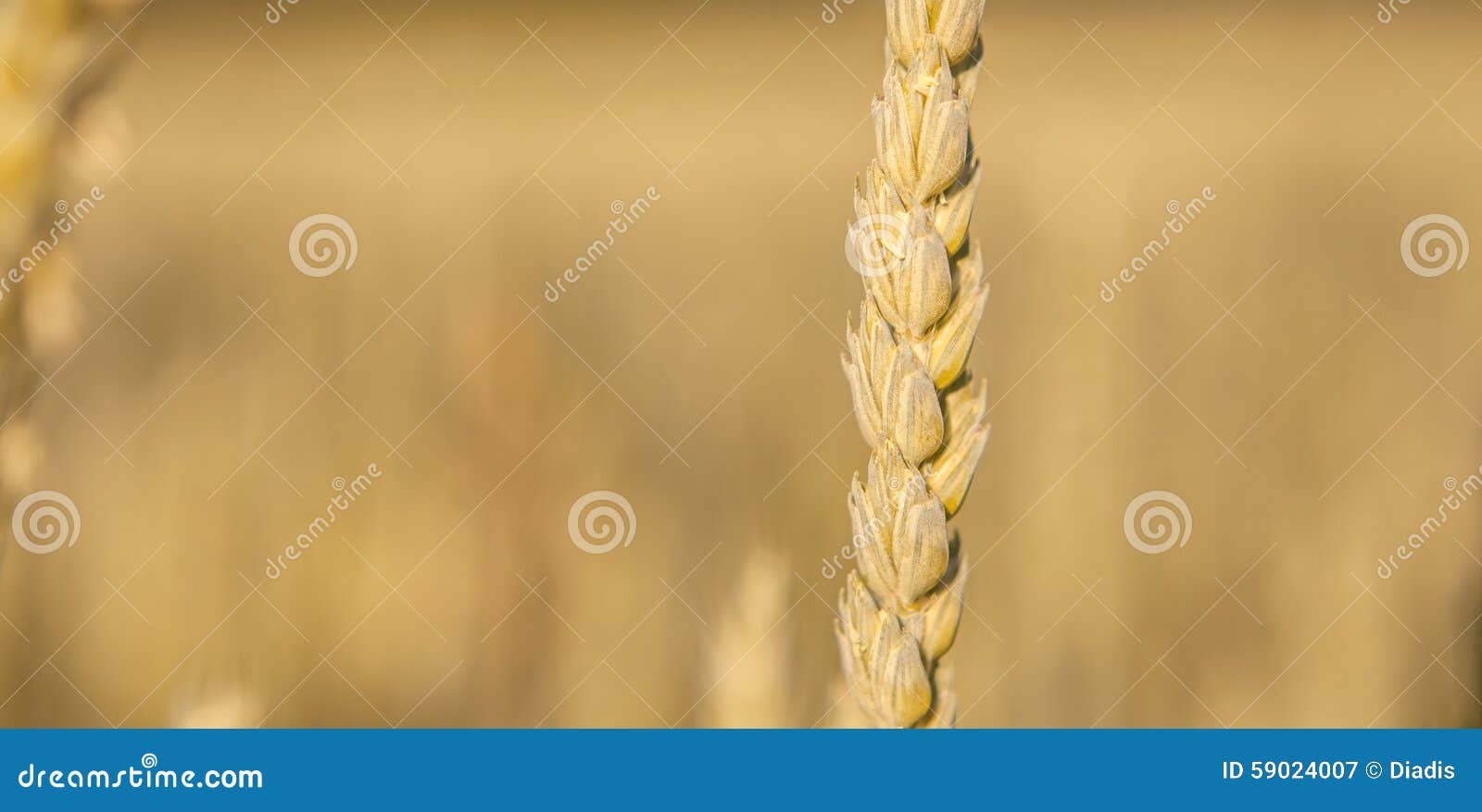 Ripe cornstalk stock image. Image of corn, korn, macro - 59024007
