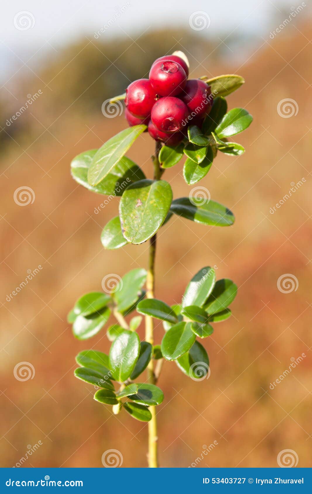Ripe cowberry stock image. Image of close, macro, nature - 53403727