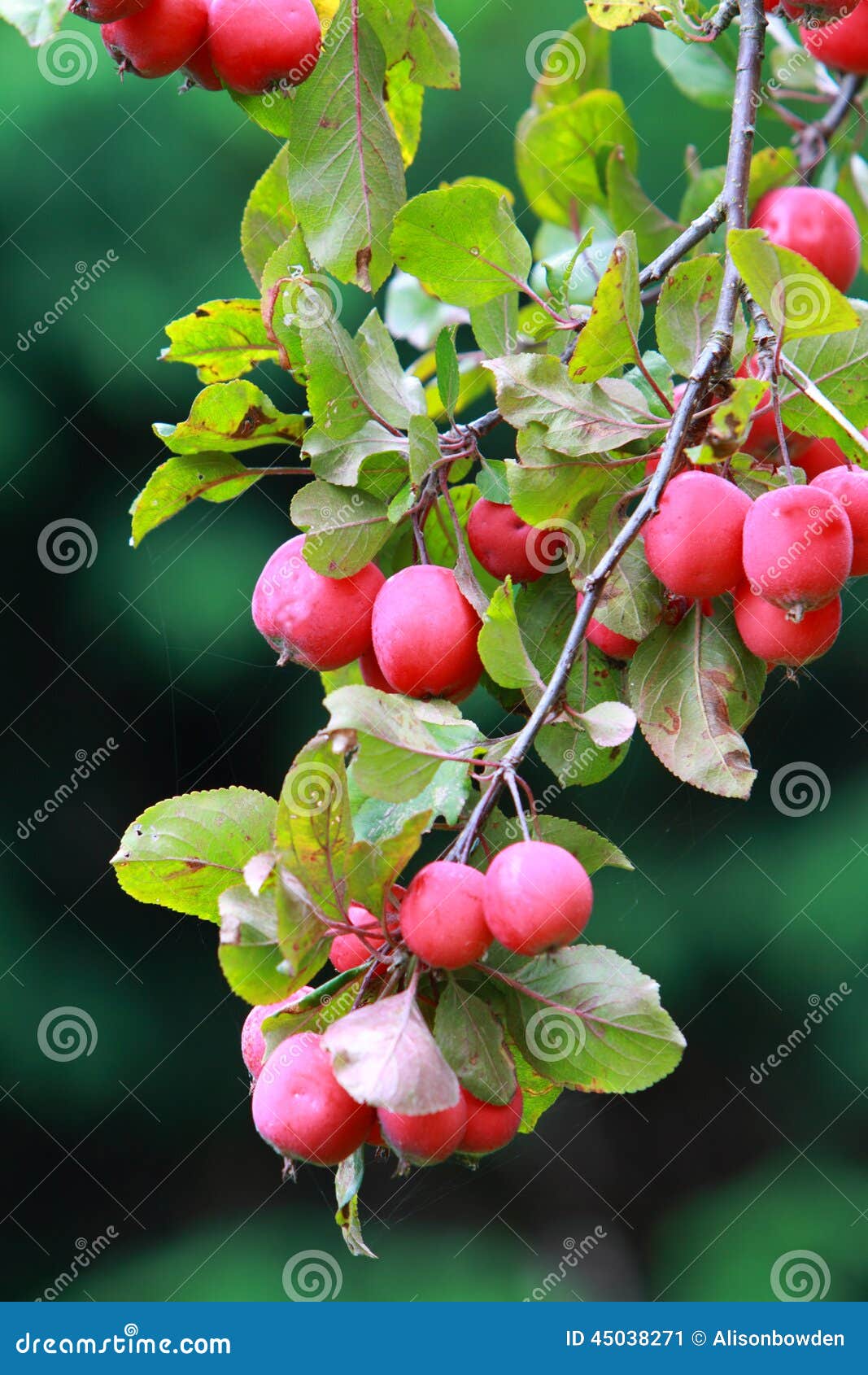 Ripe crab apples stock image. Image of apples, small - 45038271