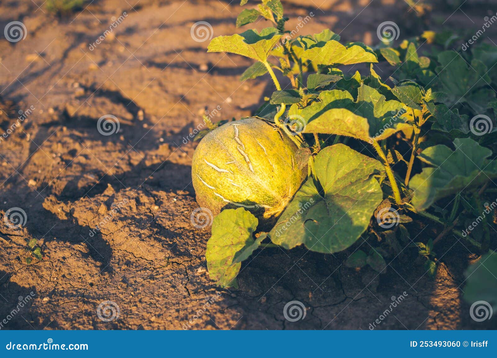 Ripe Cracking Yellow Melon in Sunlight Stock Photo - Image of fruits ...