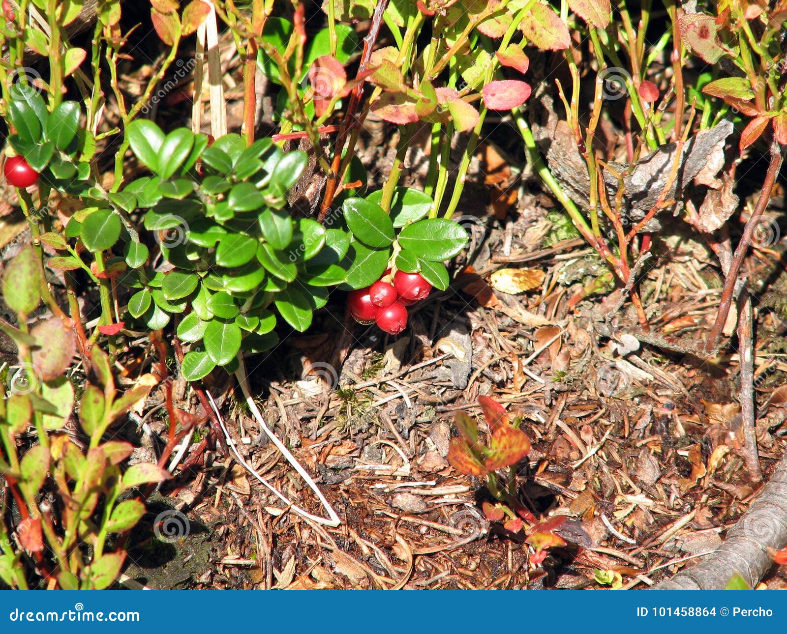 Cranberries stock photo. Image of vitisidaea, cranberries - 101458864