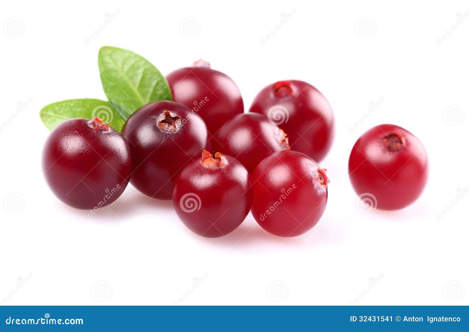 Ripe cranberry with leaf stock image. Image of closeup - 32431541