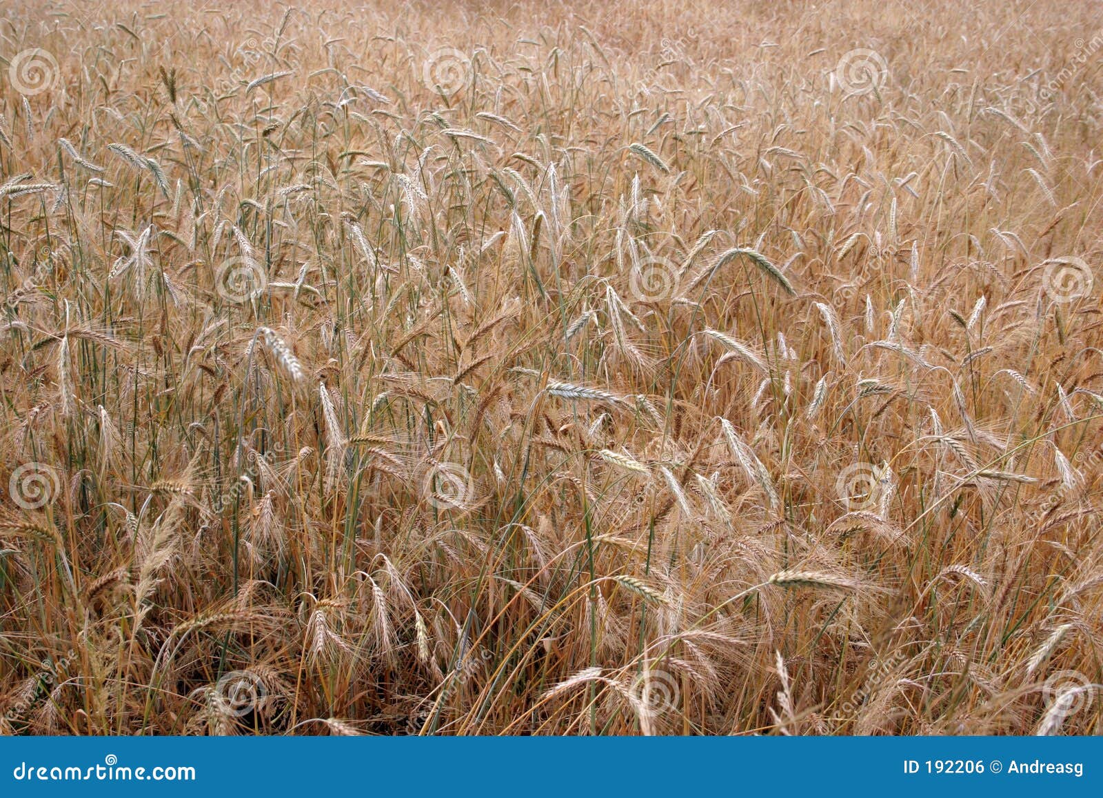 Ripe crops stock photo. Image of ripe, bread, grain, village - 192206