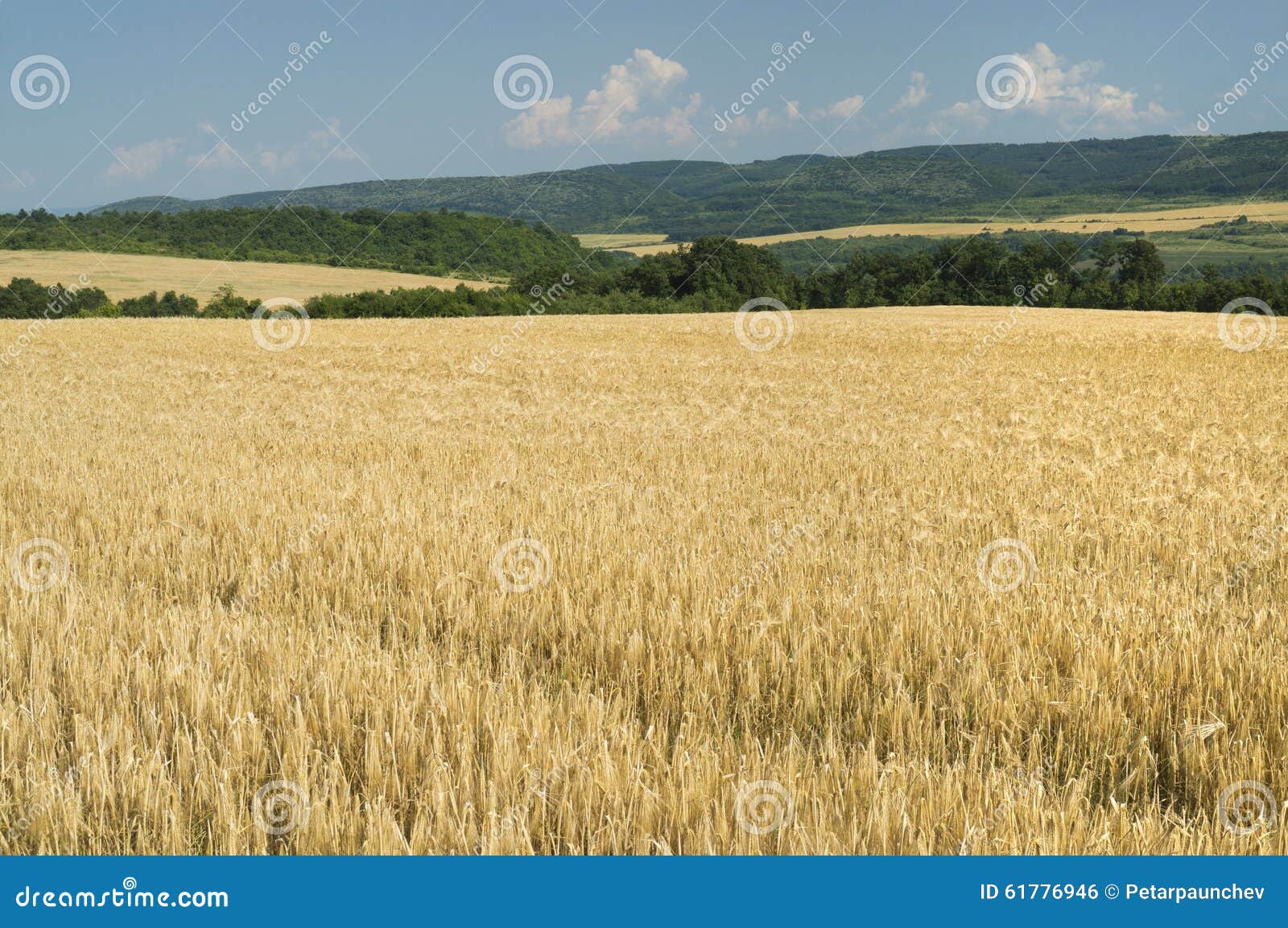 Ripe crops stock photo. Image of golden, food, field - 61776946