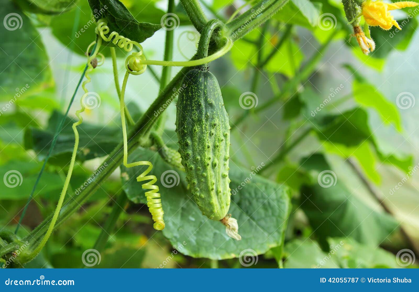 Ripe cucumber on a bush stock image. Image of ripe, cucumber - 42055787