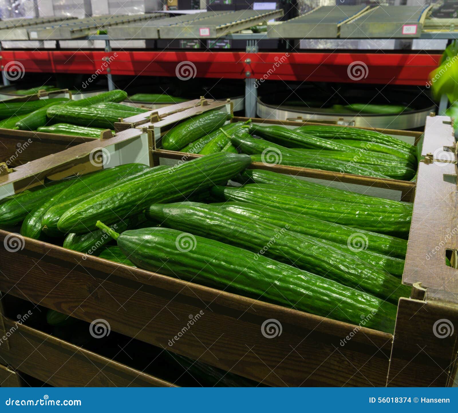 Ripe cucumbers stock photo. Image of farm, color, cooking - 56018374