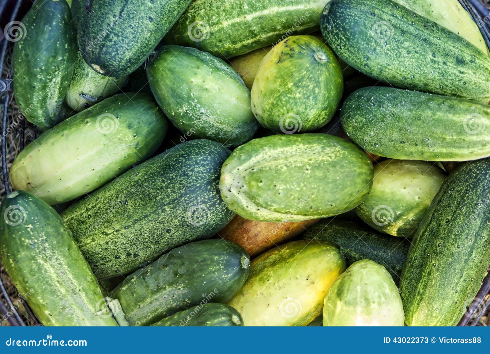 Ripe Cucumbers stock image. Image of group, outdoor, color - 43022373