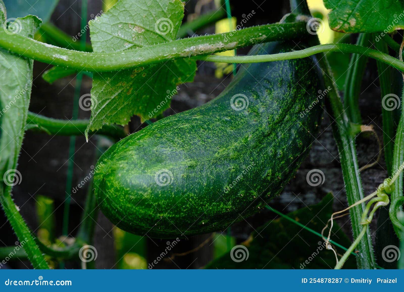 Ripe Cucumbers Weighing in the Garden Ready for Picking Stock Image ...