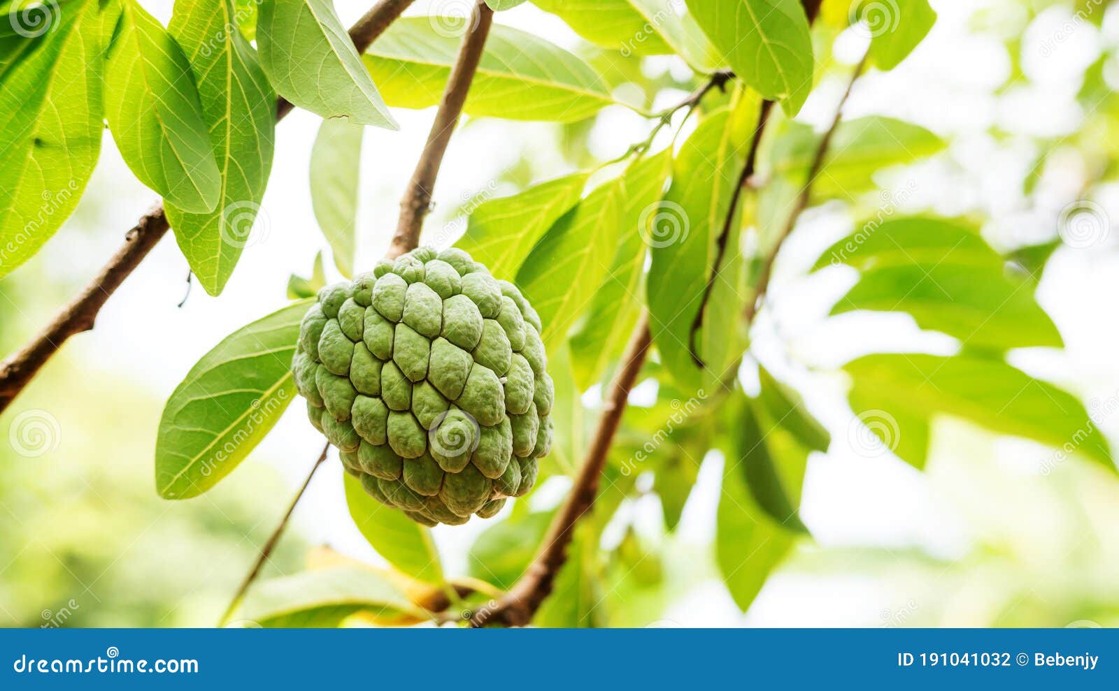 Ripe Red Custard Apple Fruit Or Annona Reticulata Bullocks Heart. A ...