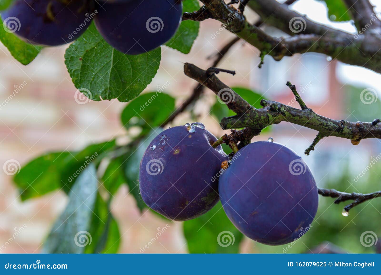 Ripe Damson Plums Growing on a Plum Tree Stock Image - Image of ...