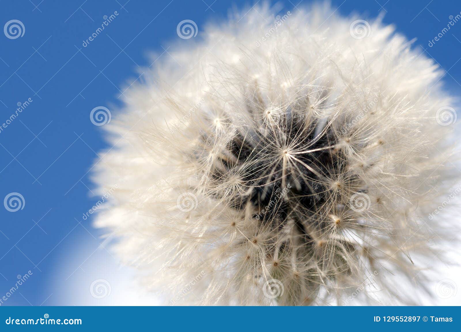 Ripe dandelion flower stock image. Image of islands - 129552897