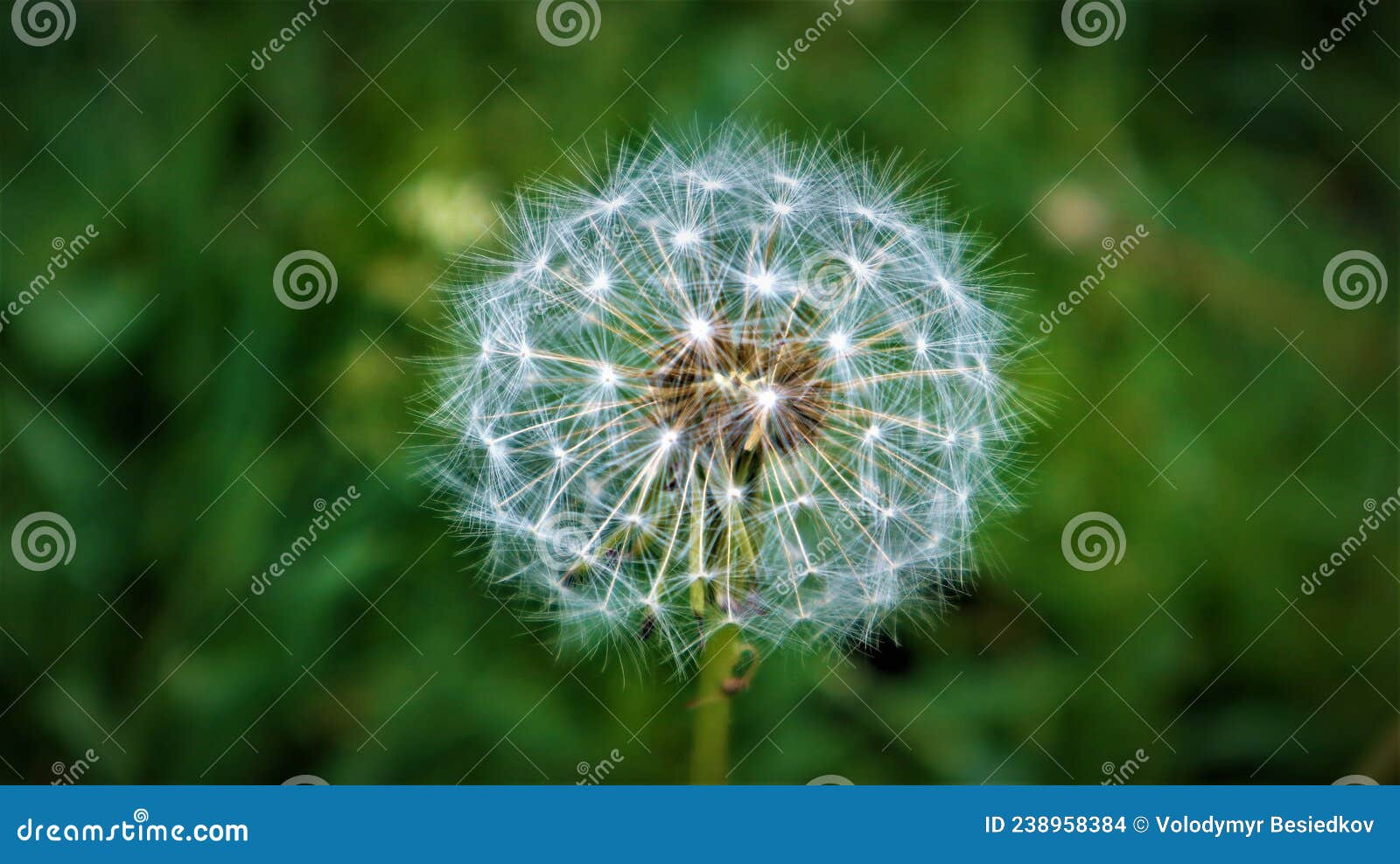 Microverse stock photo. Image of dandelion, round, microverse - 238958384