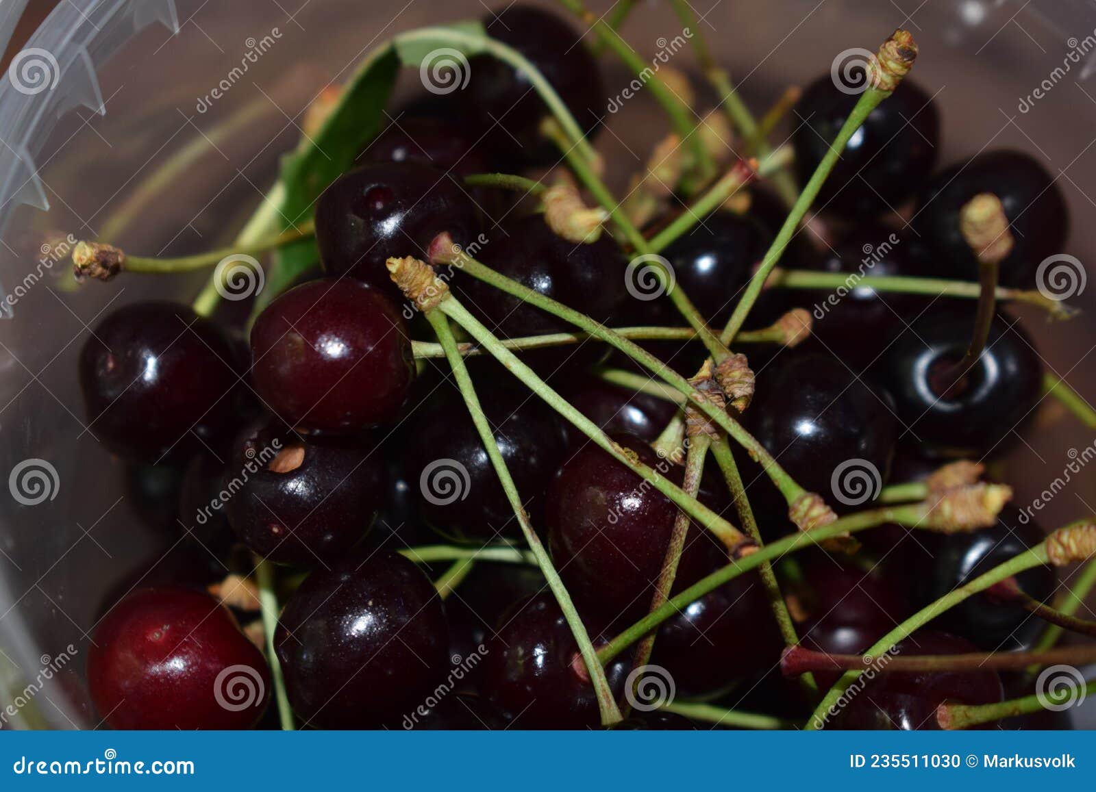 Ripe dark wild cherries stock photo. Image of food, blossom - 235511030