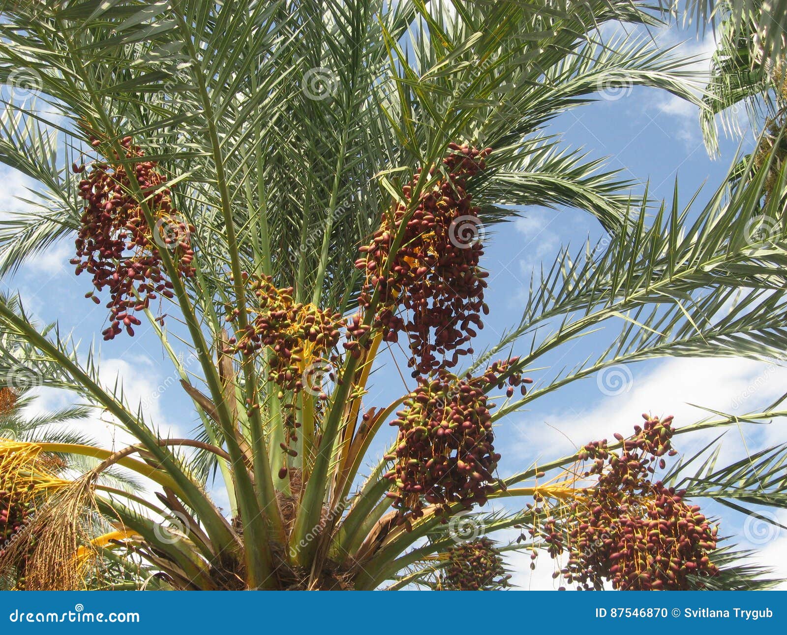 Ripe Date Fruit stock photo. Image of date, beautiful - 87546870