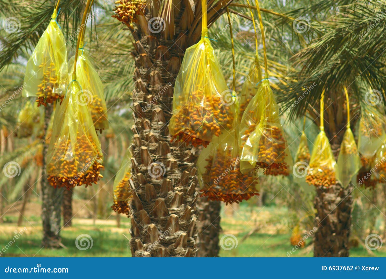 Ripe dates stock photo. Image of bark, tree, trees, africa - 6937662