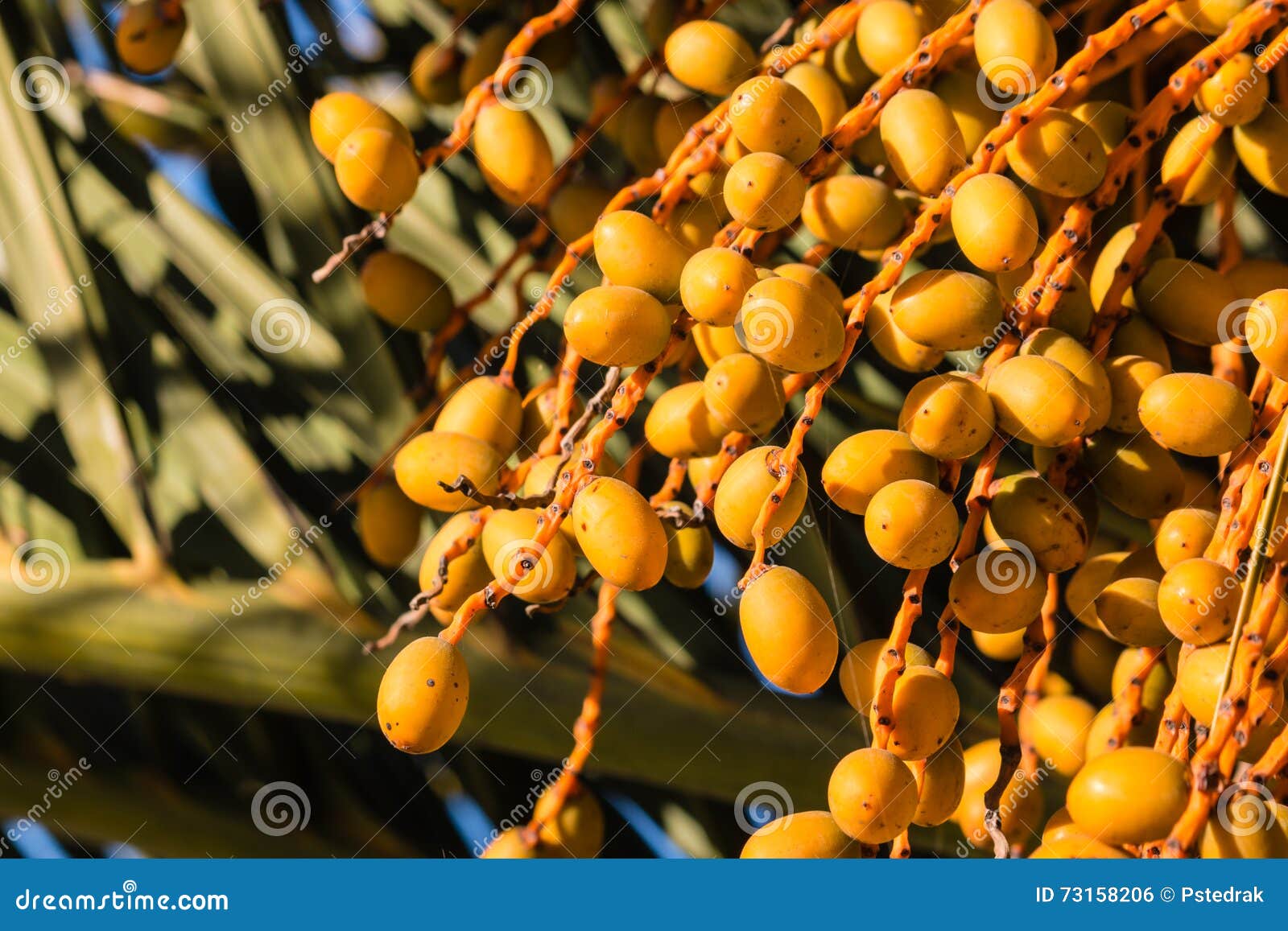 Ripe dates on date tree stock photo. Image of orange - 73158206
