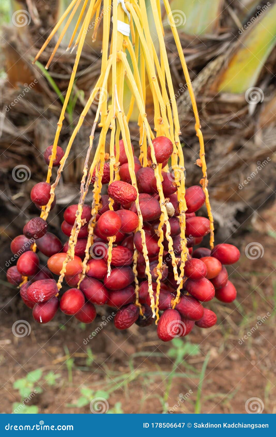 Ripe Dates Palm Fruit with Branches on Dates Palm Tree Stock Image ...