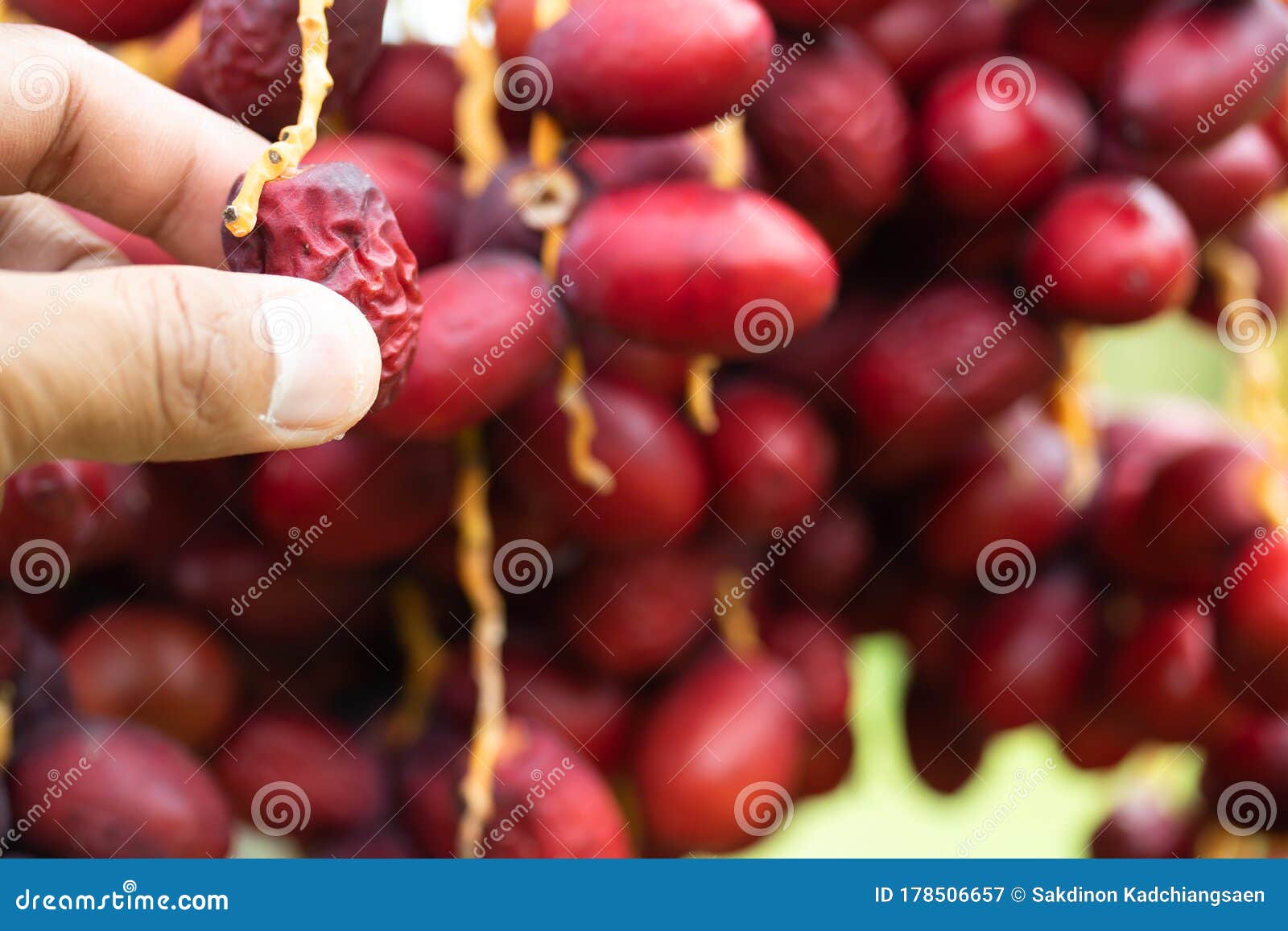 Ripe Dates Palm Fruit with Branches on Dates Palm Tree Stock Image ...