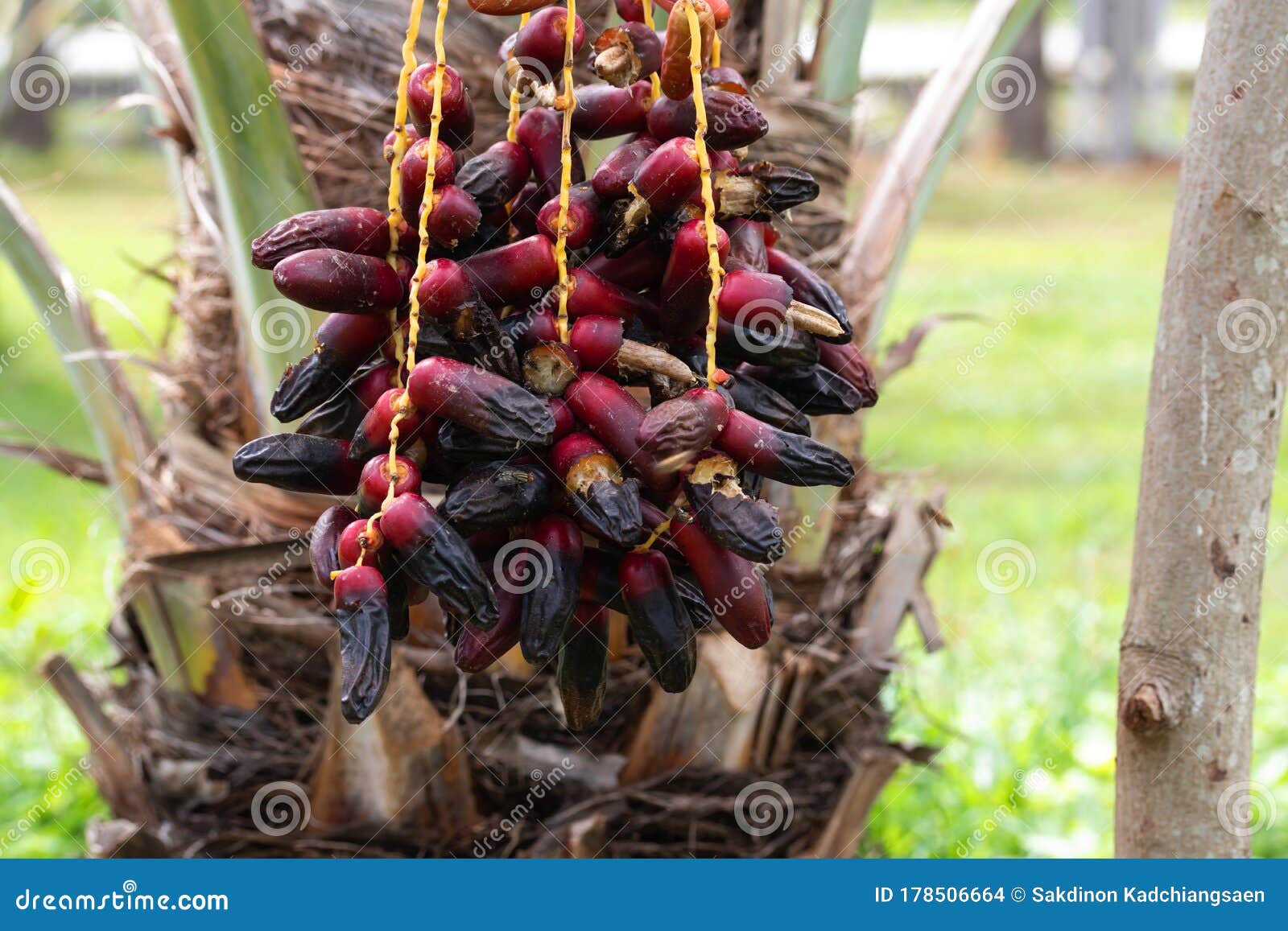 Ripe Dates Palm Fruit with Branches on Dates Palm Tree Stock Photo ...