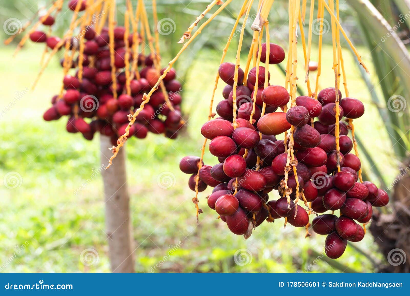 Ripe Dates Palm Fruit with Branches on Dates Palm Tree Stock Image ...