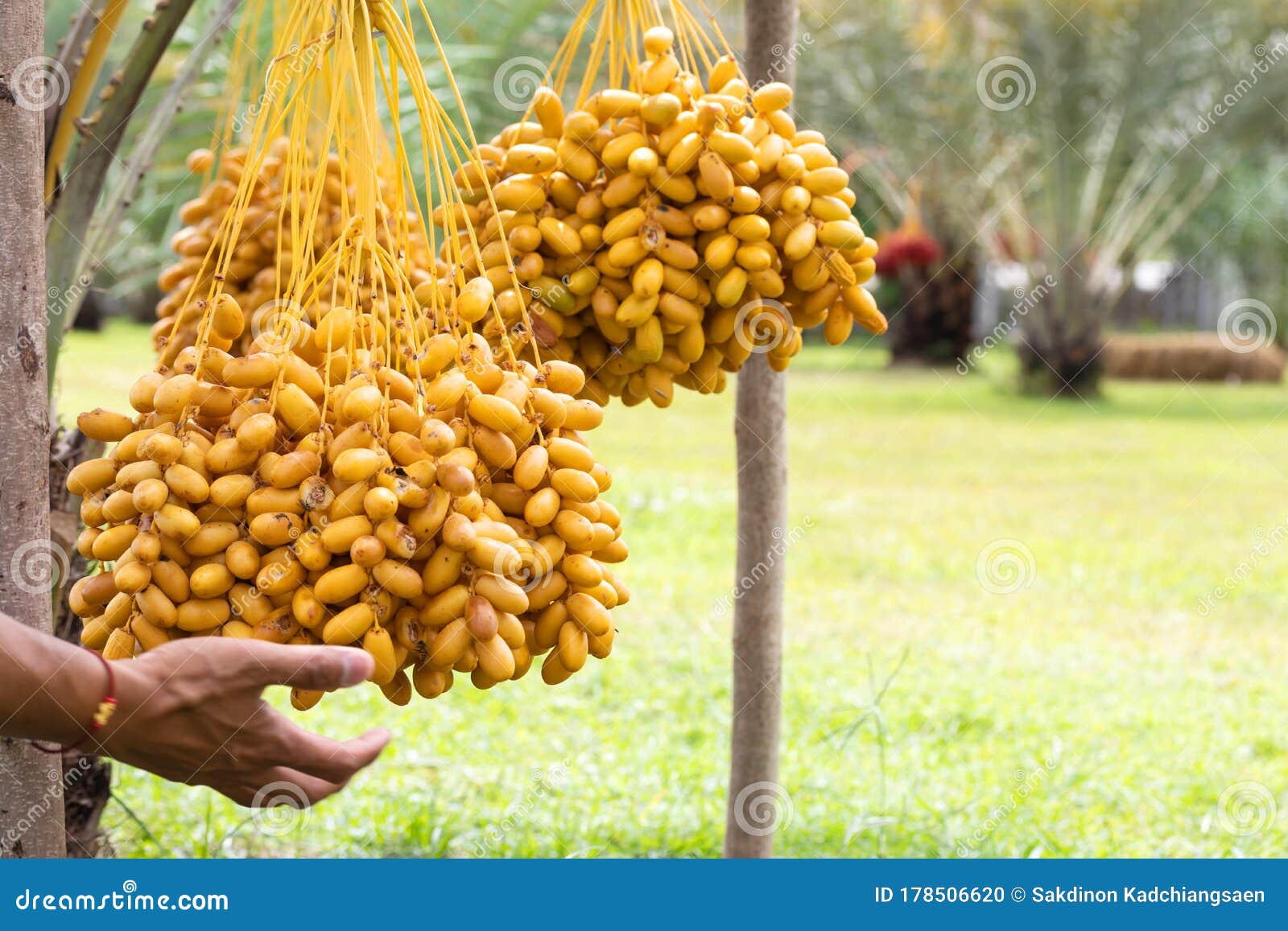 Ripe Dates Palm Fruit with Branches on Dates Palm Tree Stock Photo ...