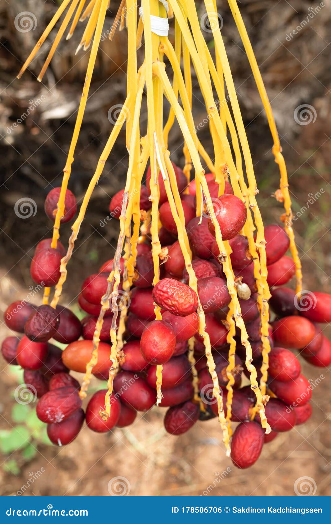 Ripe Dates Palm Fruit with Branches on Dates Palm Tree Stock Photo ...