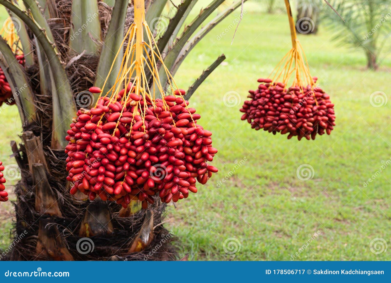 Ripe Dates Palm Fruit with Branches on Dates Palm Tree Stock Image ...