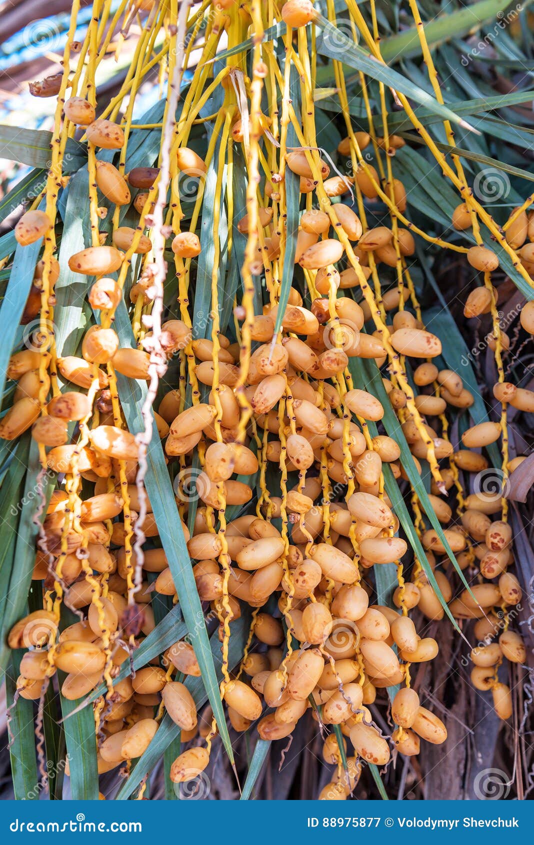 Ripe dates on palm stock image. Image of cluster, bunch - 88975877