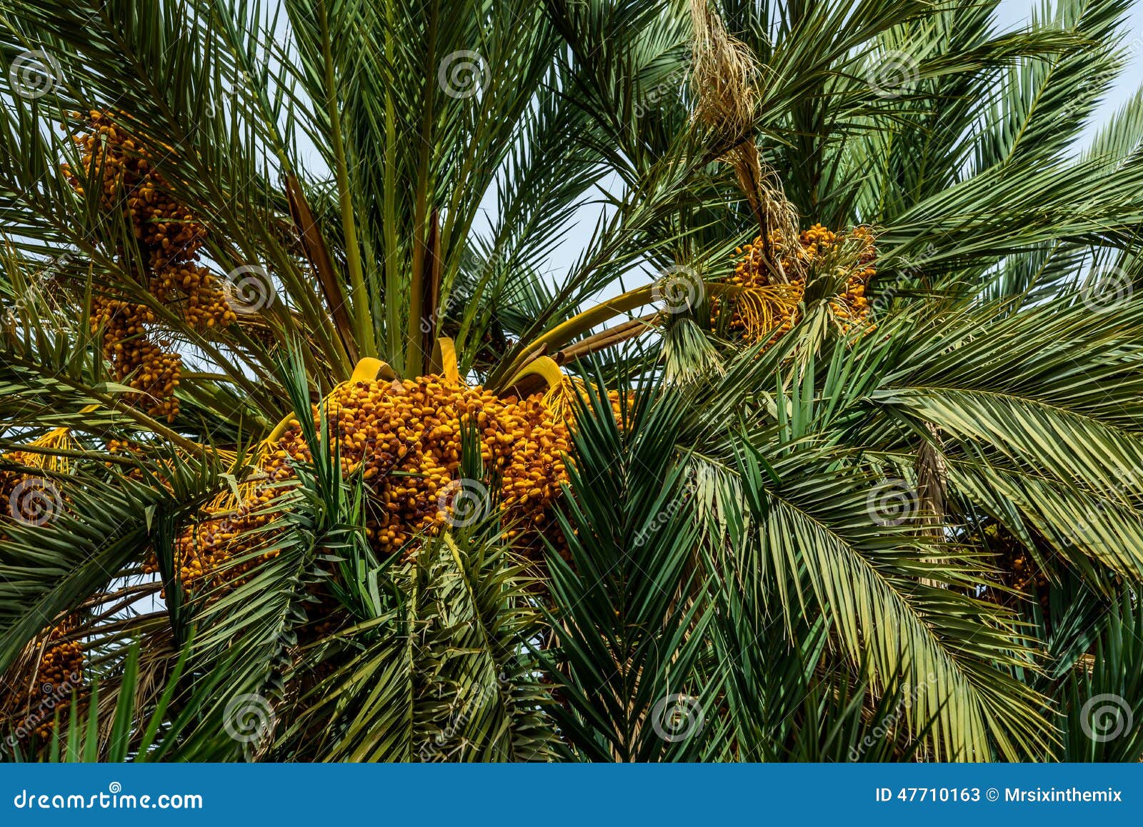 Ripe Dates on a Palm Tree, Morocco Stock Image - Image of fruit, dates ...